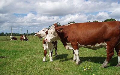 Топ-10 поставщиков племенных быков-герефордов в Казахстане в 2024 году - Eldala